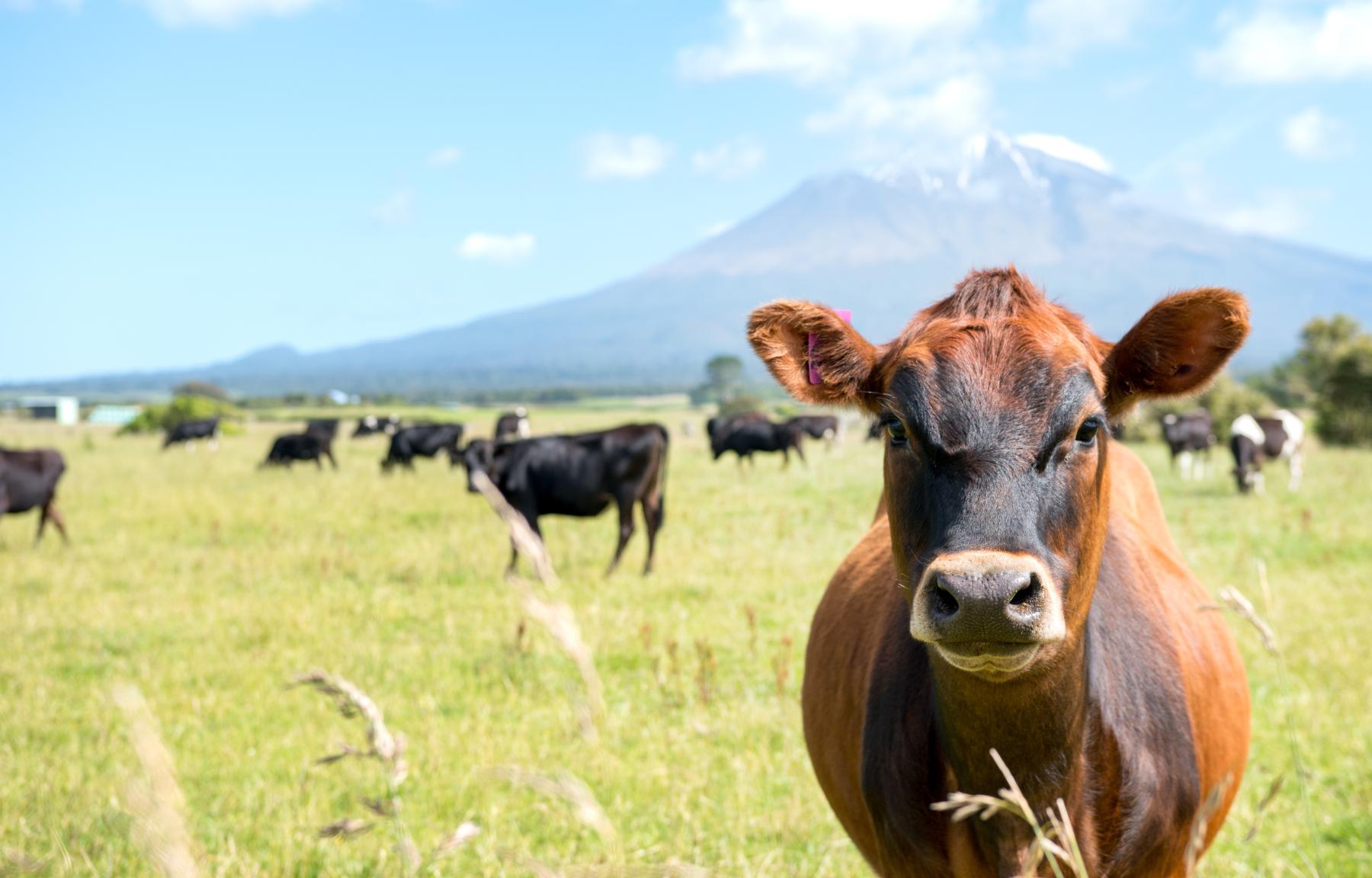EMF Protection for Farms: The Power of Guardian Rocks | EcoFarm Aotearoa